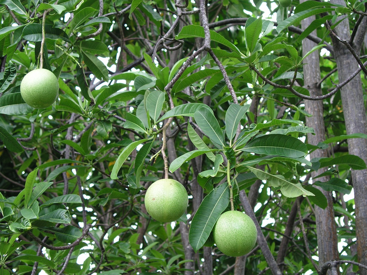 5 Tanaman Yang Memiliki Racun Paling Mematikan — Hasduk